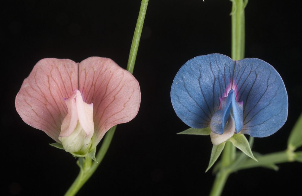 John Innes Centre wins funding for grass pea project in Sub-Saharan ...