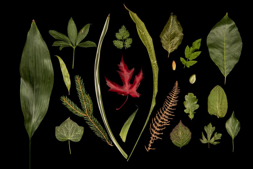 Unravelling how plants create a variety of organ shapes