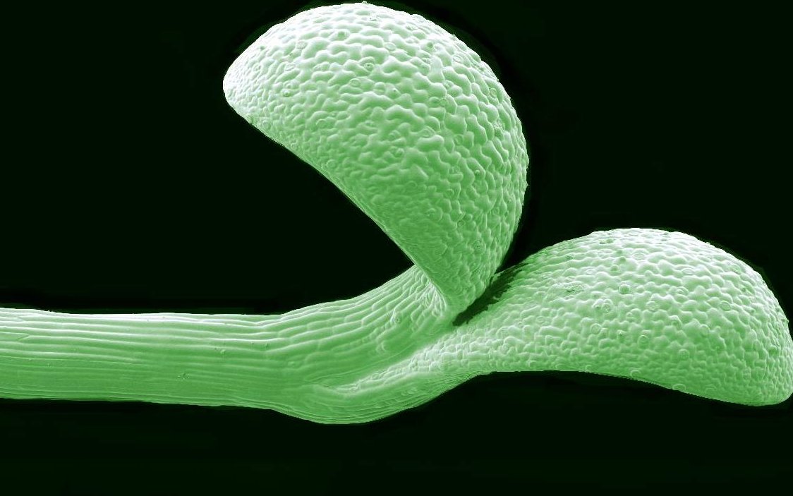 Mother knows best – how plants help offspring by passing on seasonal clues