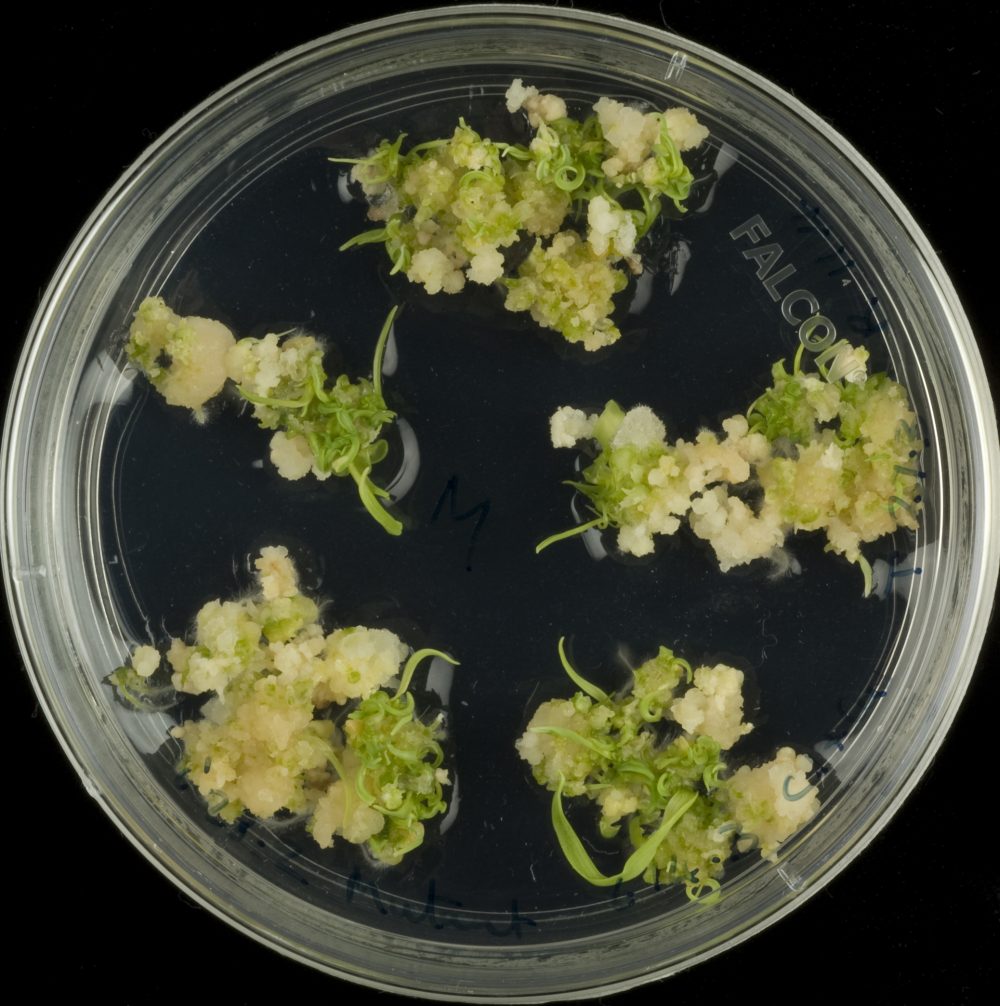 Crop Transformation (BRACT) | John Innes Centre