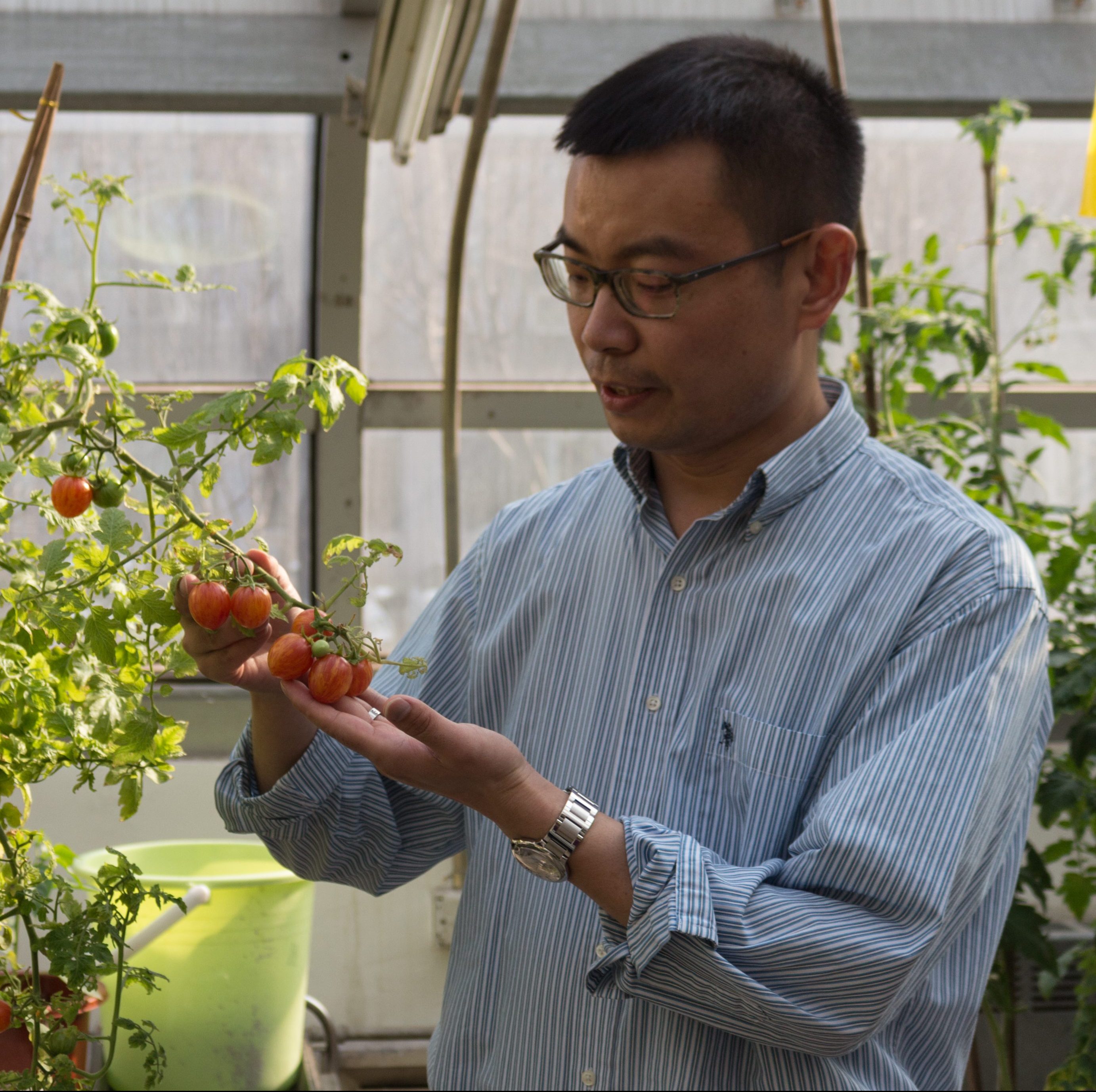 Dr Cao Xu | John Innes Centre