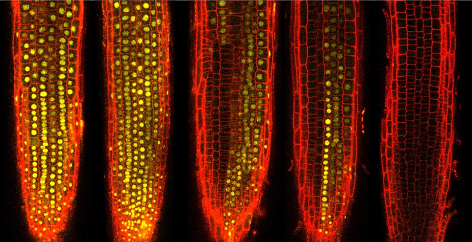 Cell and Developmental Biology | John Innes Centre