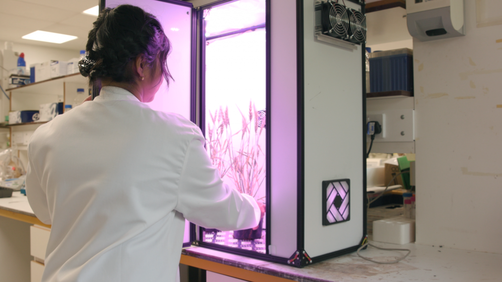 Space-inspired speed breeding for crop improvement | John Innes Centre