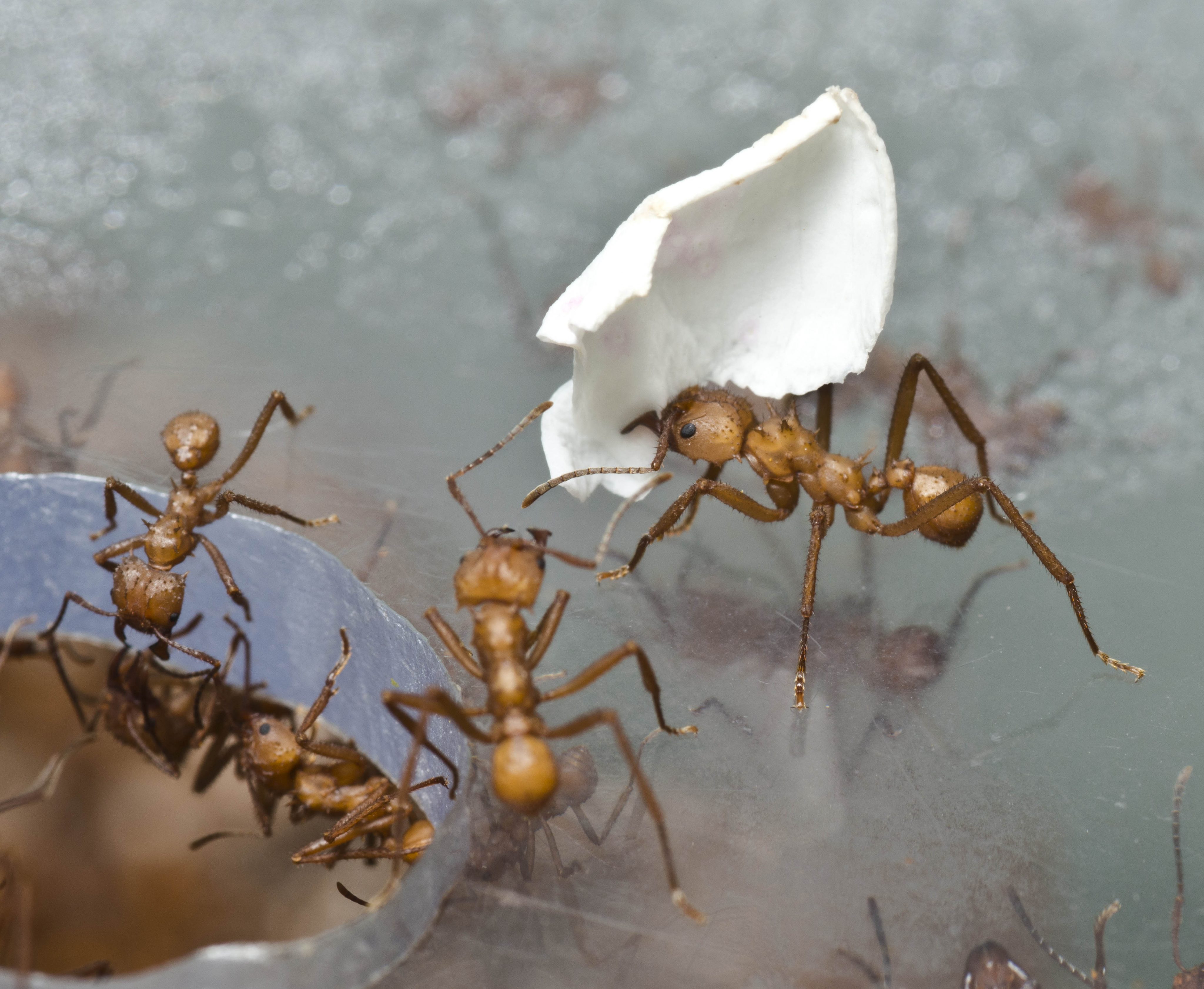 Deadly behaviour-modifying chemical weapon identified in insect-world ...