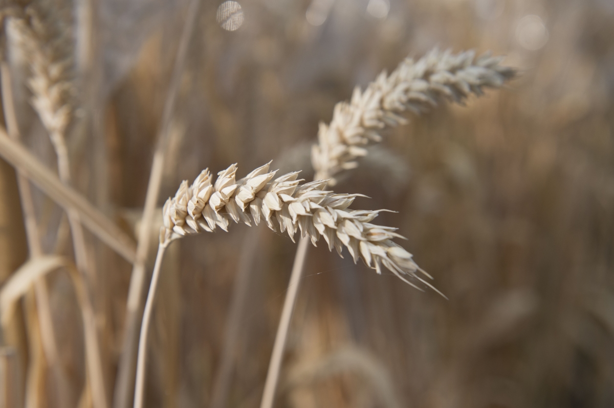 Improving crop quality | John Innes Centre