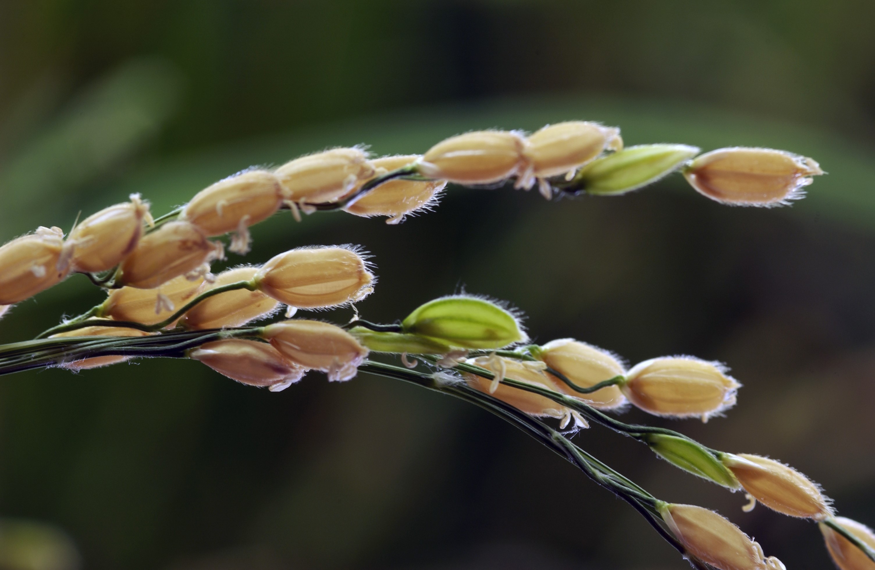 Fighting back: new study reveals unprecedented details of plant ...