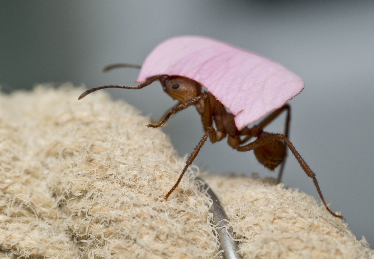 Putting the ant into antibiotics – John Innes Centre Scientists’ role ...