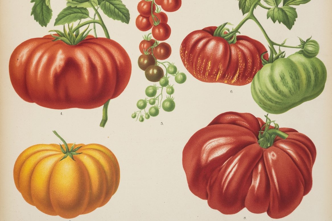 Image Catalogue | John Innes Centre