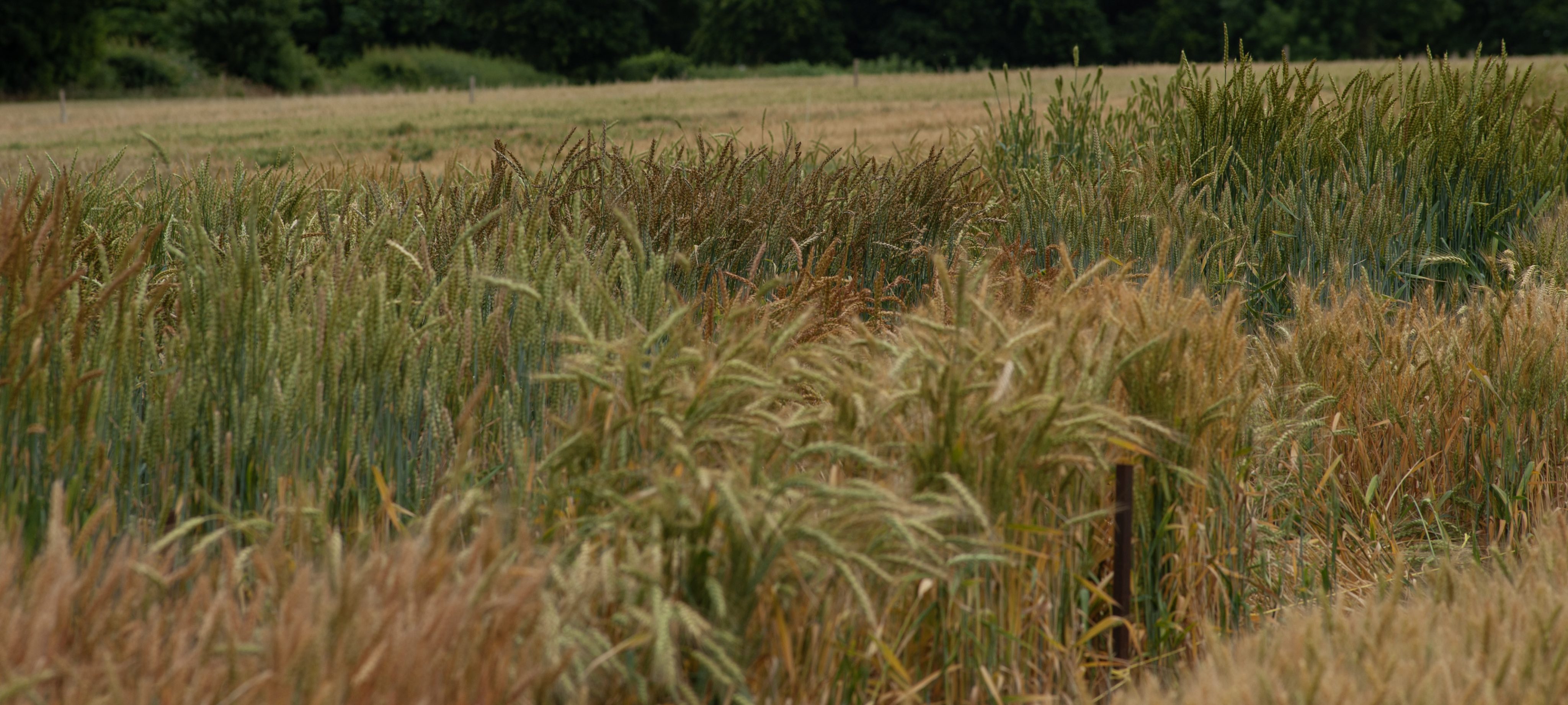 Hope from an unexpected source in the global race to stop wheat blast | John Innes Centre