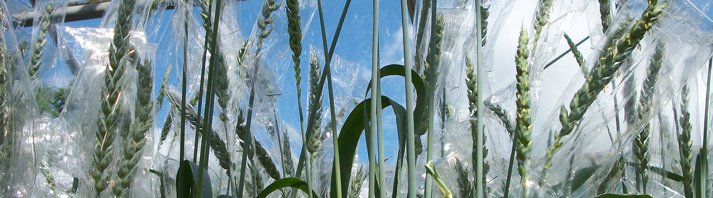 Crop Genetics department | John Innes Centre