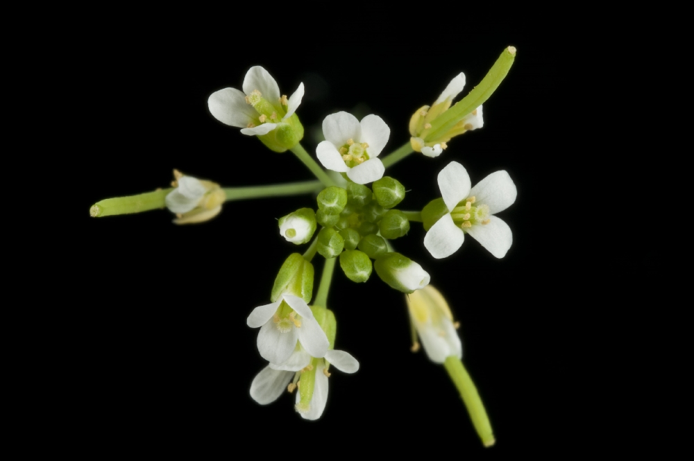 Arabidopsis; the (not so) humble weed – Part 1 | John Innes Centre