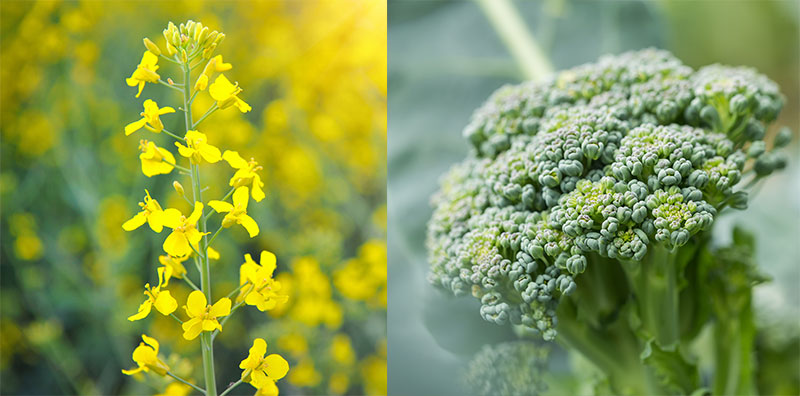 BBSRC BRAVO: optimising the performance of Brassica crops | John Innes ...