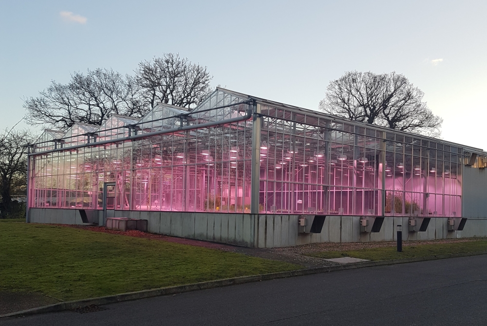 LED light trial – energy-saving and speedier breeding | John Innes Centre