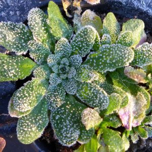 John Innes Centre | Excellence in plant science, genetics and microbiology