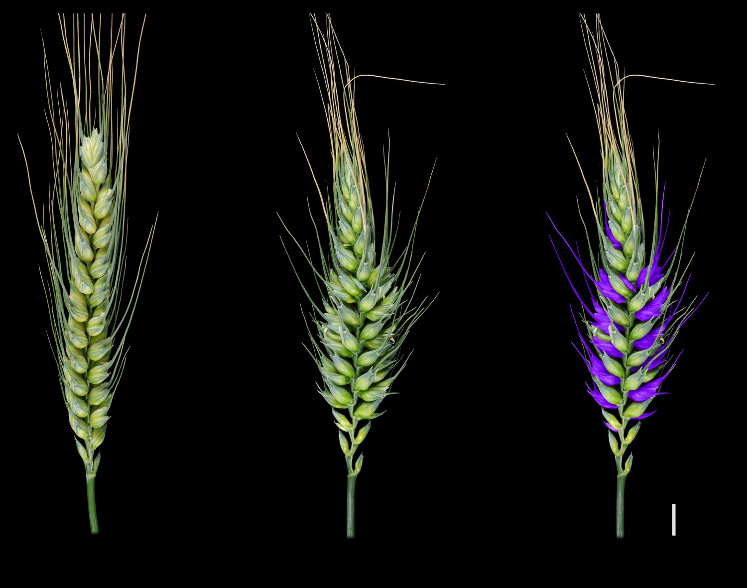 Wheat research discovery yields genetic secrets
