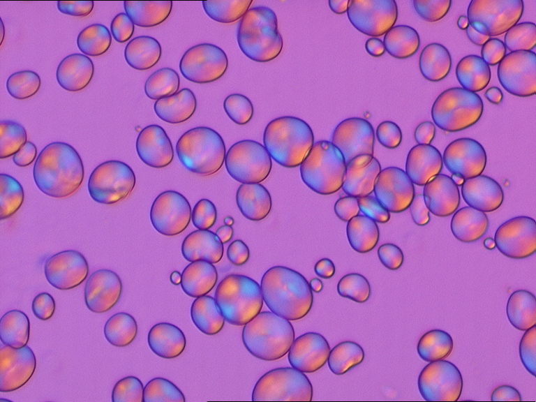 Meet the Molecules; Resistant Starch | John Innes Centre