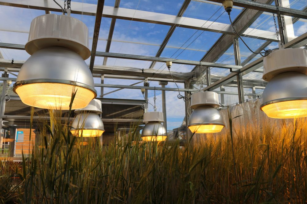 Speed breeding technique sows seeds of new green revolution | John ...