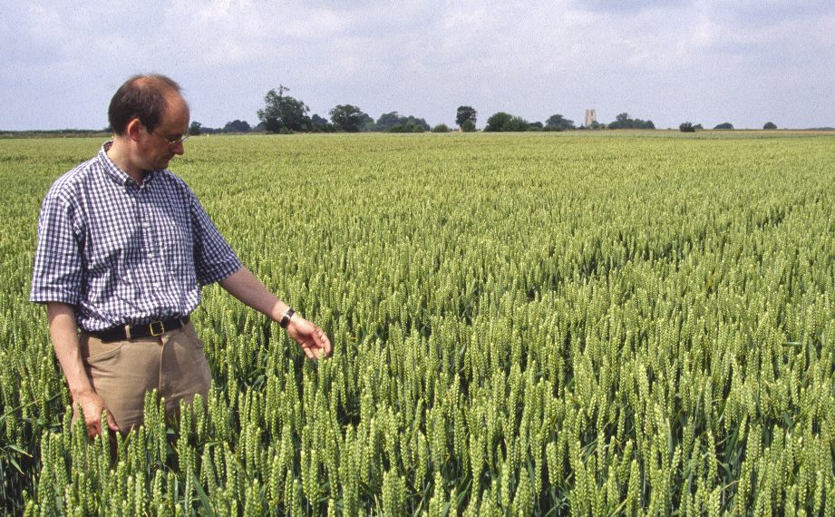 Fine mapping wheat genes | John Innes Centre