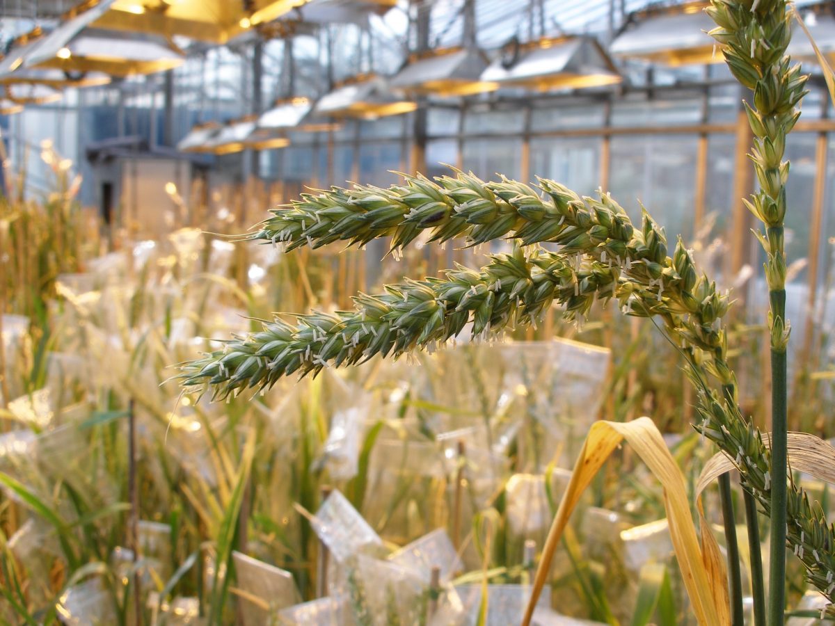Novel approach promises new era of precision wheat breeding