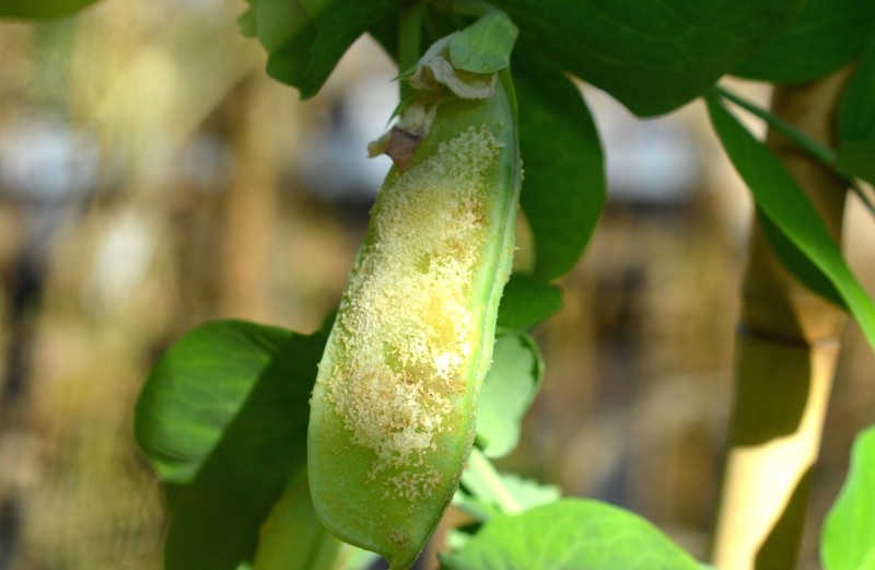 Neoplastic pea pods | John Innes Centre