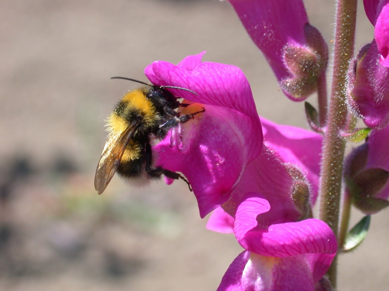 Red landing lights for bumblebees | John Innes Centre