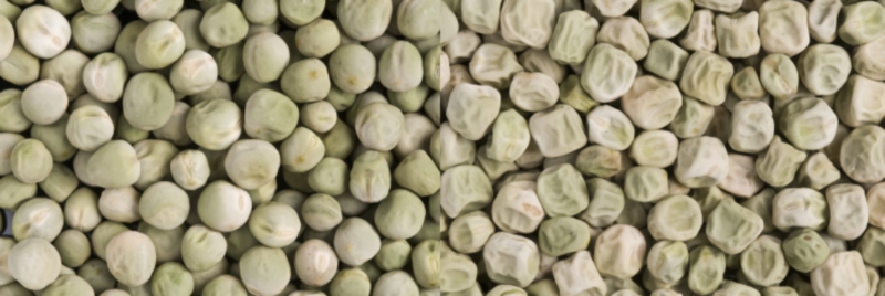 Unravelling the riddle of round and wrinkled pea seeds