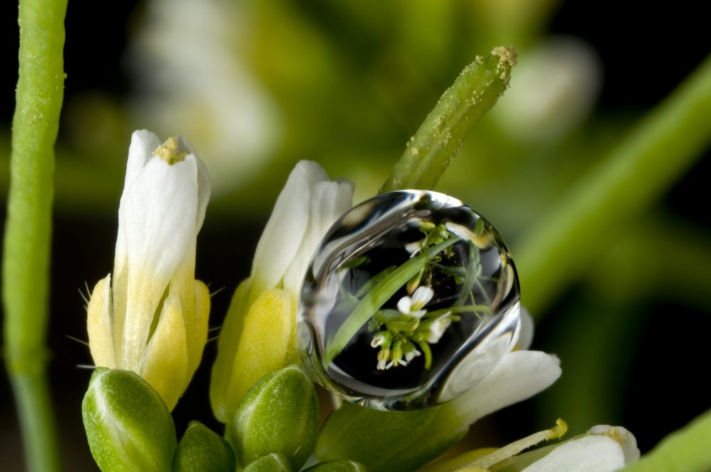 Vernalization study defines additional phase in epigenetics