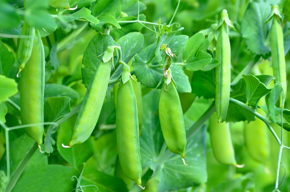 Pea is for potential | John Innes Centre