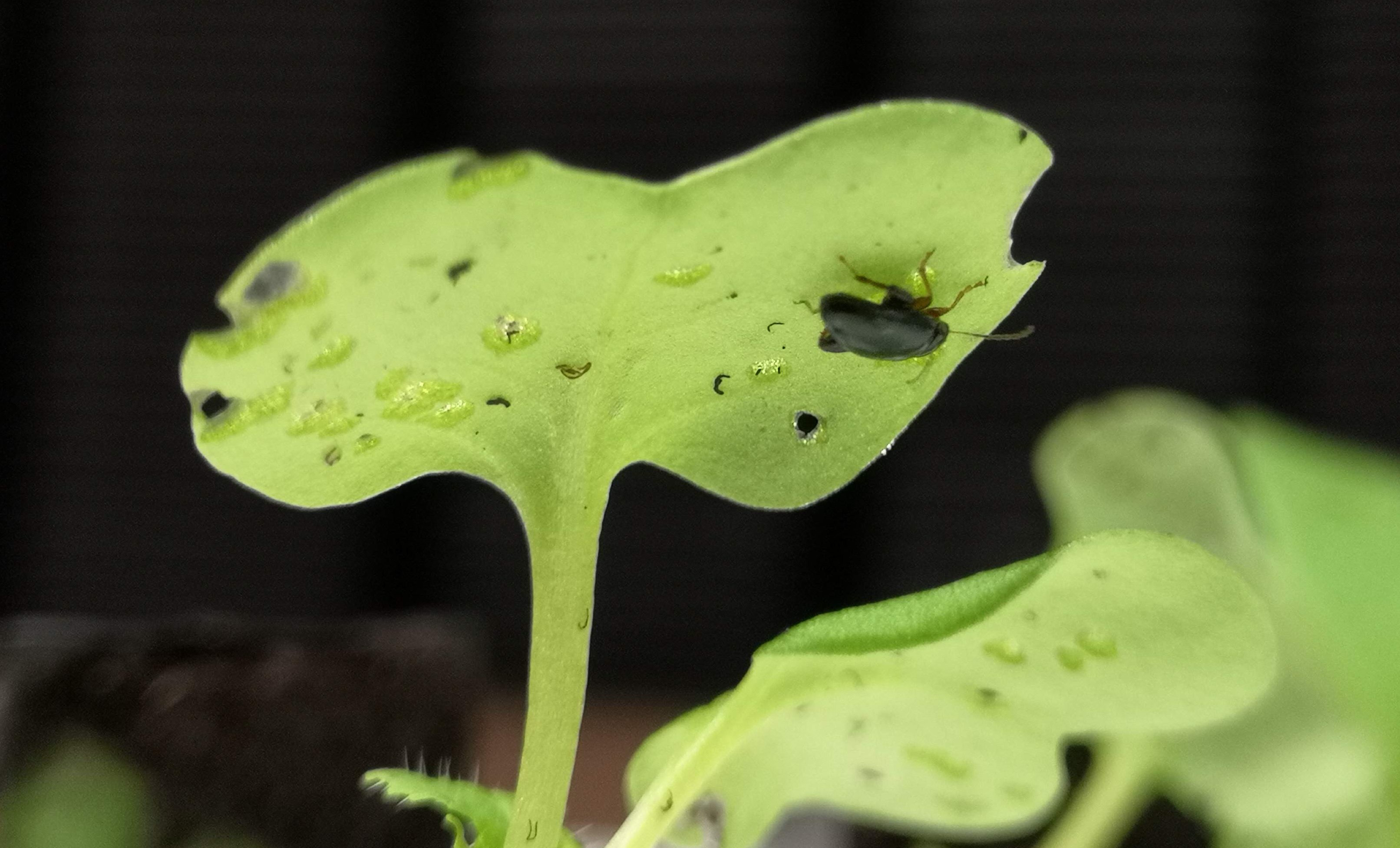 Oilseed Rape and the Cabbage Stem Flea Beetle | John Innes Centre
