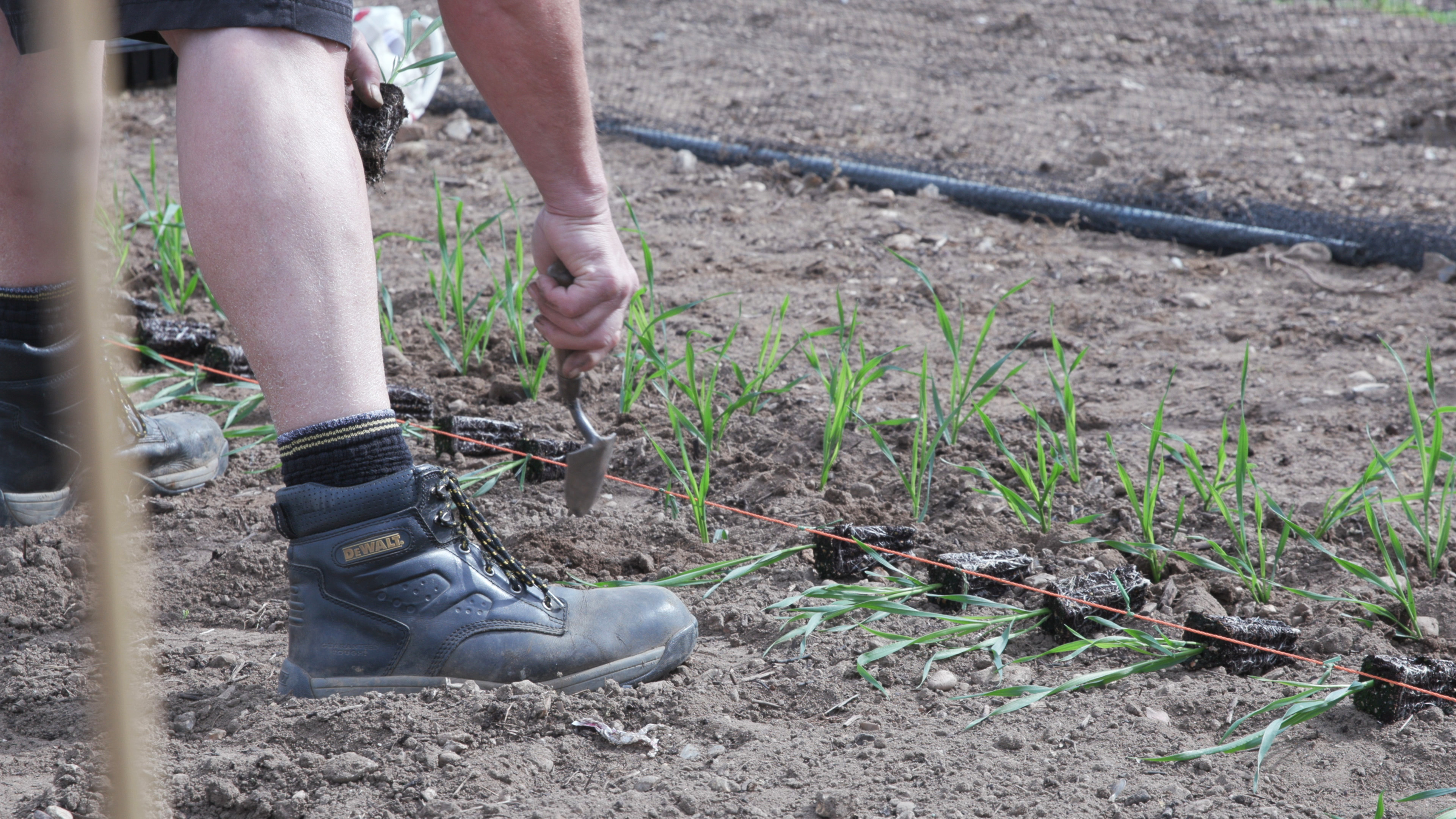 Application for Field Trial of Genetically Modified Organisms: High ...