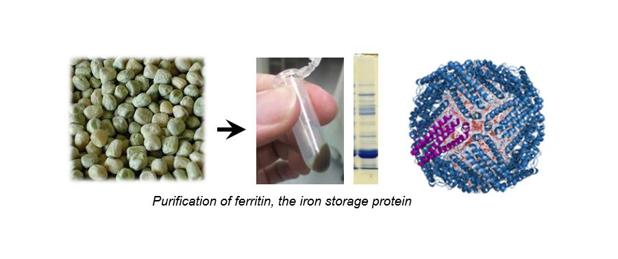 Iron in plants for human nutrition | John Innes Centre