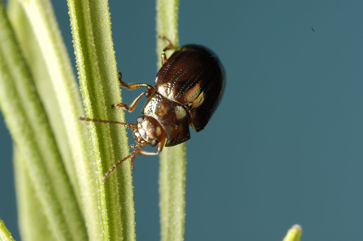 A day in the life of the Entomology and Insectary Department