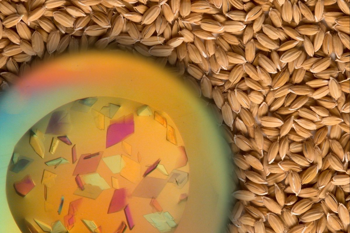 Discovery could pave the way for disease-resistant rice crops | John ...