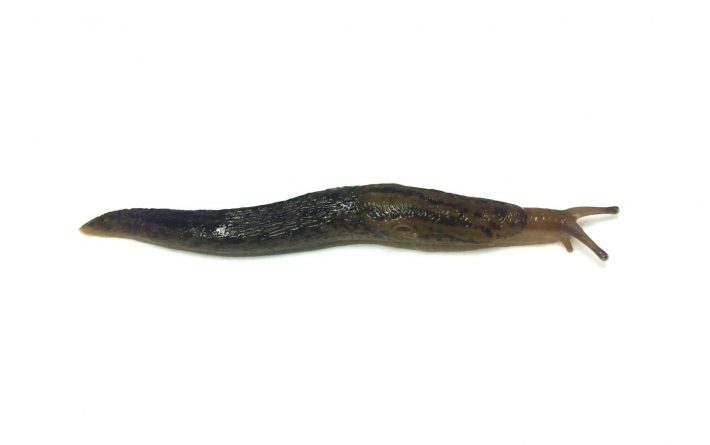 Balkan threeband slug | John Innes Centre