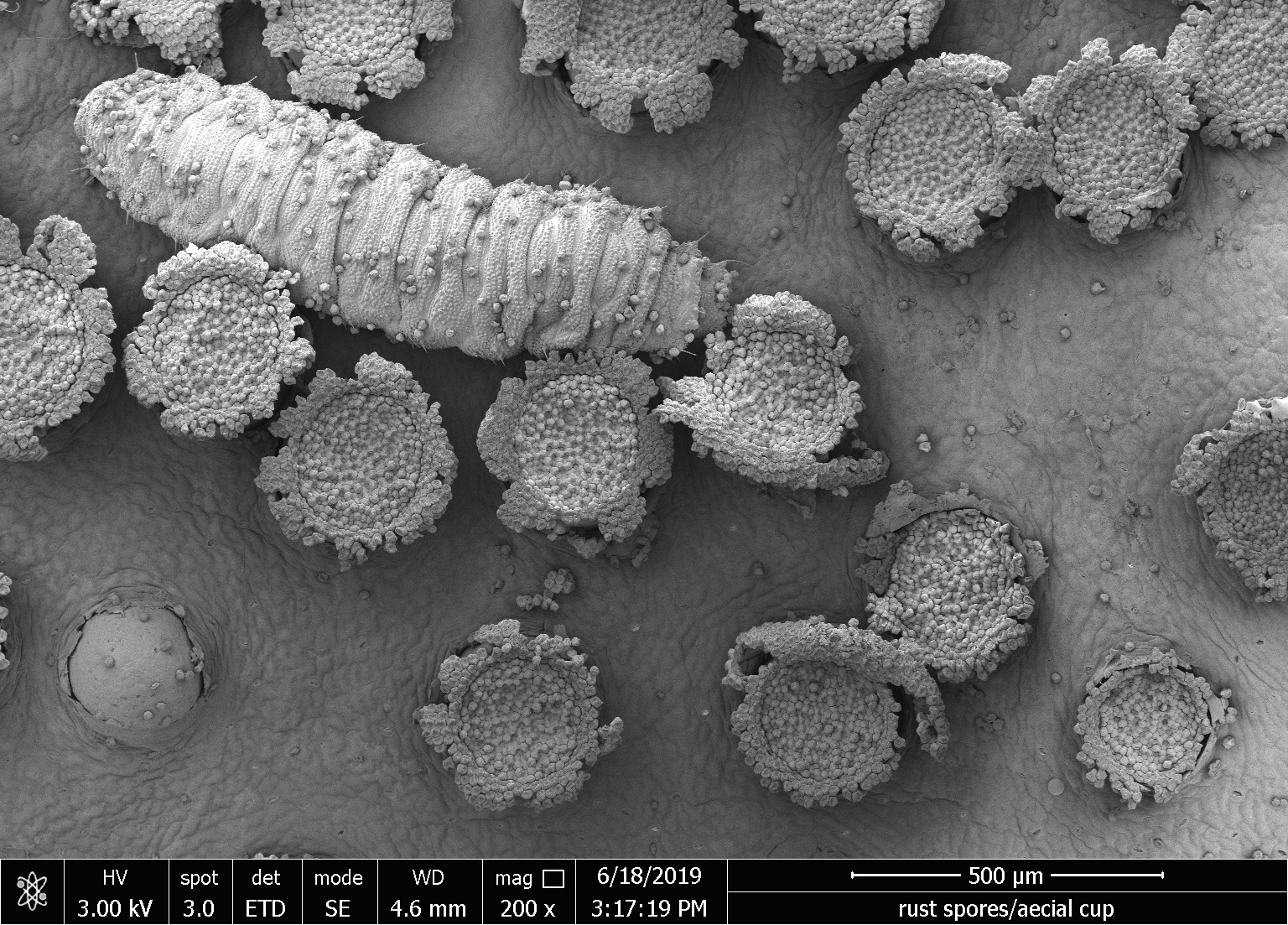 What is Bioimaging? | John Innes Centre