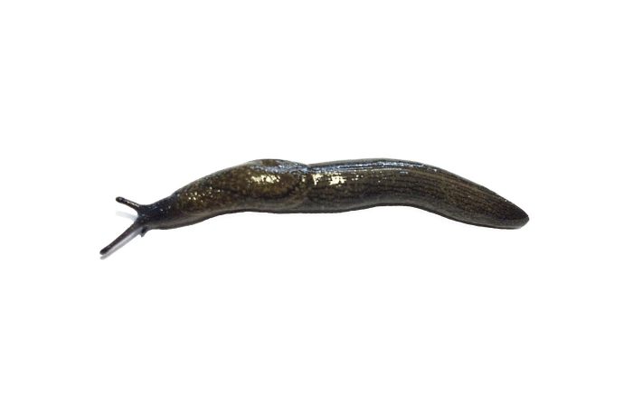 Budapest Keeled slug | John Innes Centre