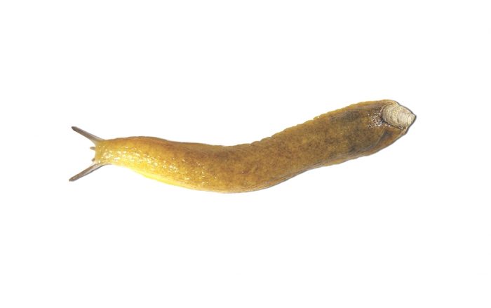 Ear shelled slug | John Innes Centre
