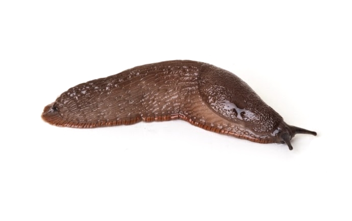 Spanish slug – Slugwatch | John Innes Centre