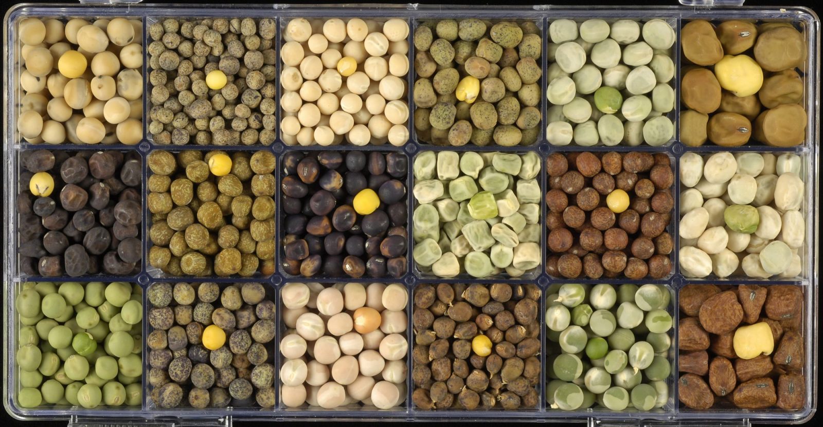 Pulse Crop Genetic Improvement Network (PCGIN)