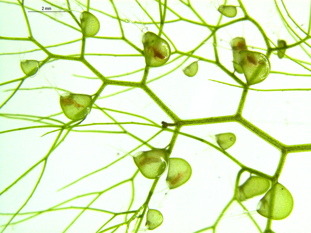Nature’s secret recipe for making leaves | John Innes Centre