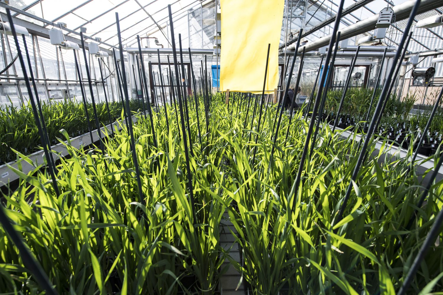 Growing world-class plants for world-class plant science