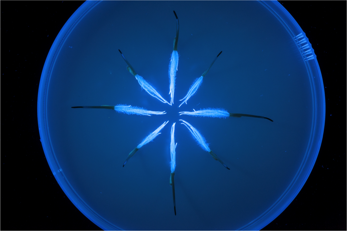 Winning gene combination takes all | John Innes Centre