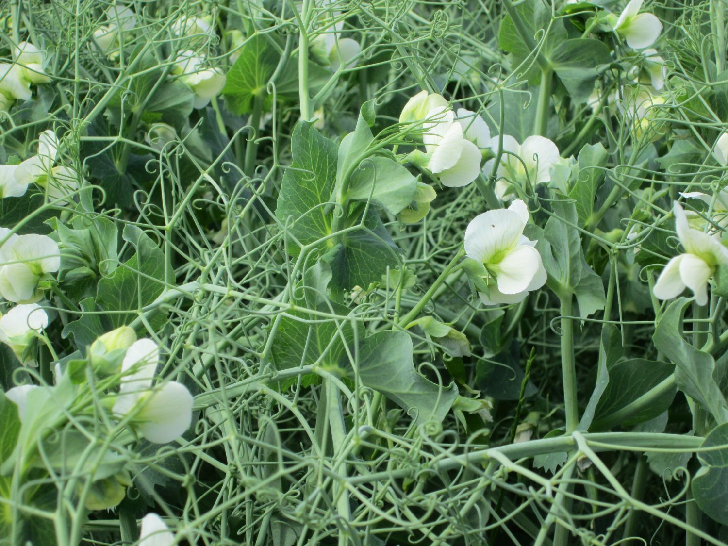 About the Pulse Crop Genetic Improvement Network