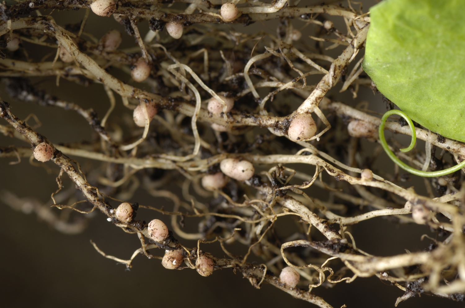 Genome sequence sheds new light on how plants evolved nitrogen-fixing ...