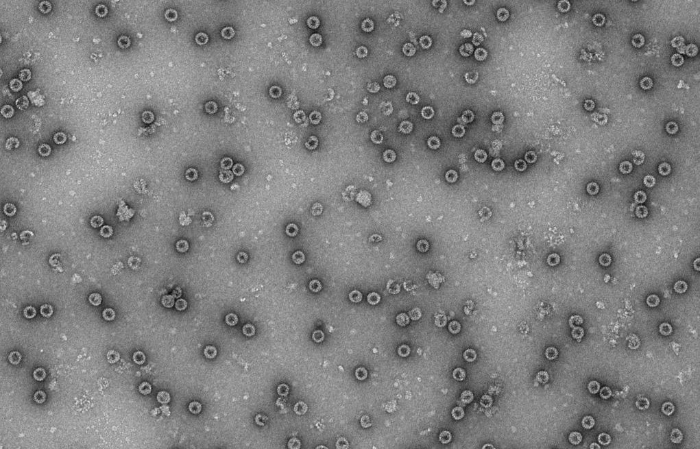 Working on SARS-CoV2 Virus-like Particles | John Innes Centre