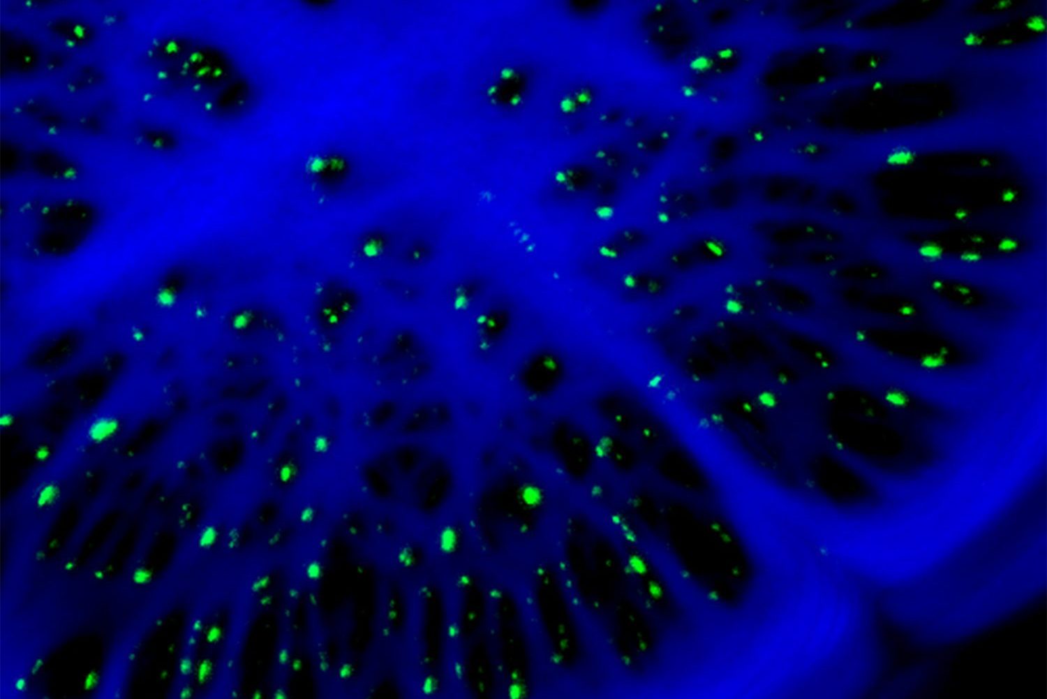 Multicellularity: How and why cells communicate