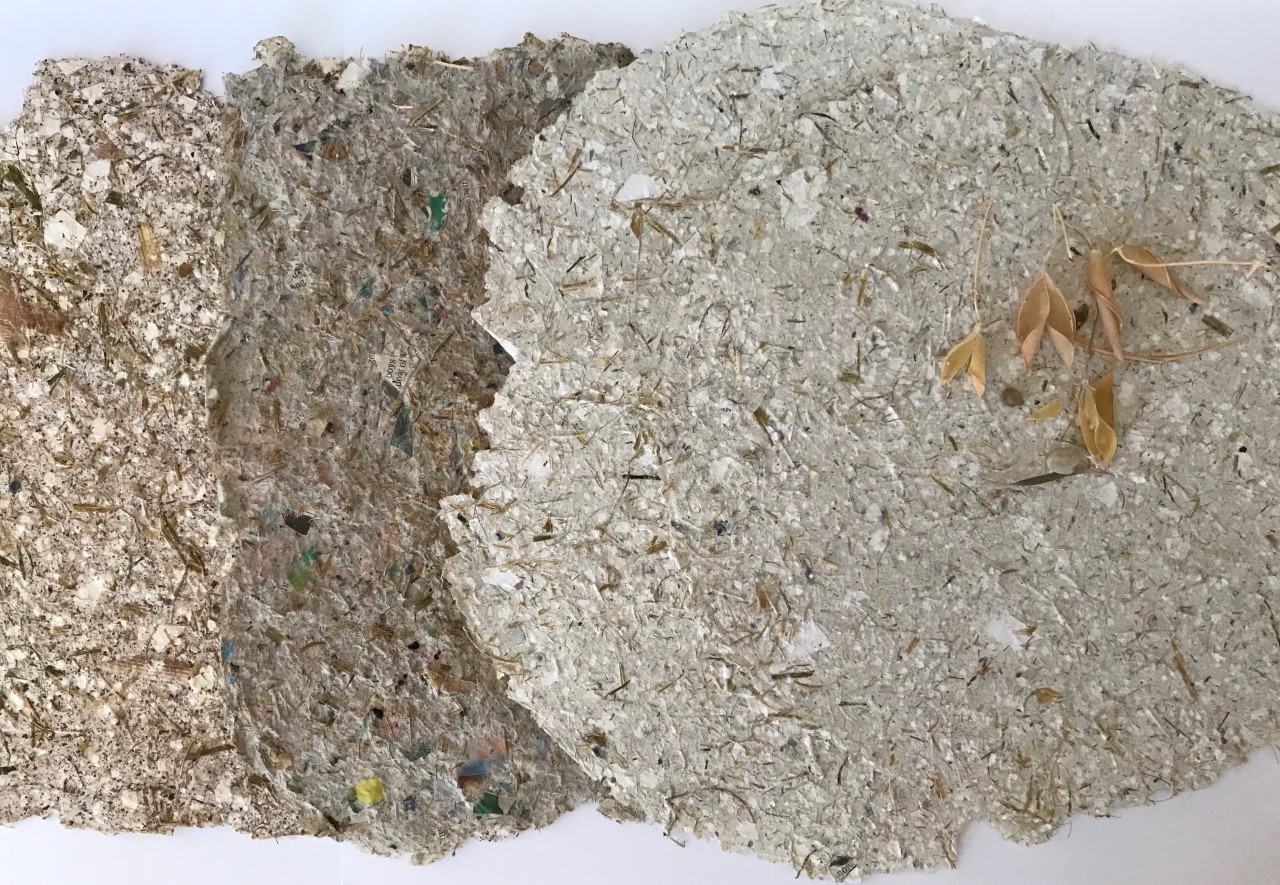 Paper making with grass pea | John Innes Centre