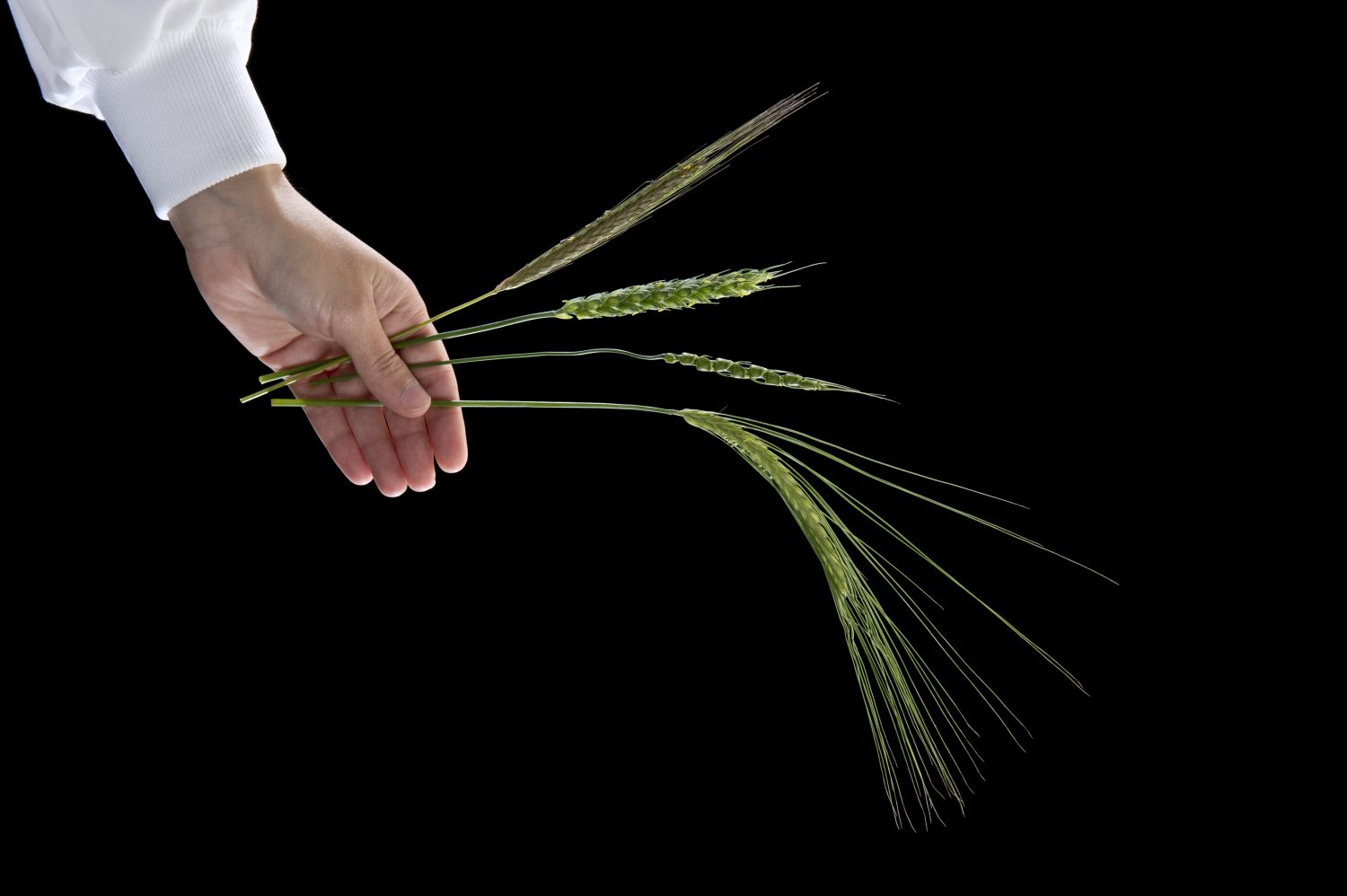 Innovative gene stacks enhance wheat rust resistance