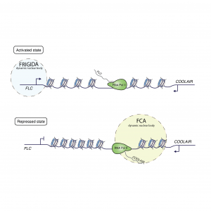 Quantitative regulation of FLC expression | John Innes Centre