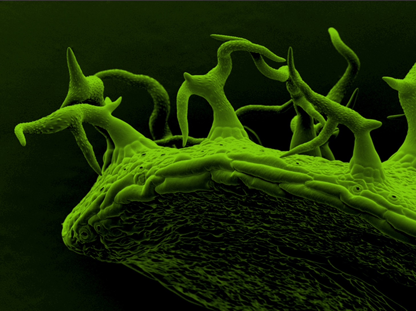 Scanning Electron Microscope Plant Images at Sybil Thiel blog